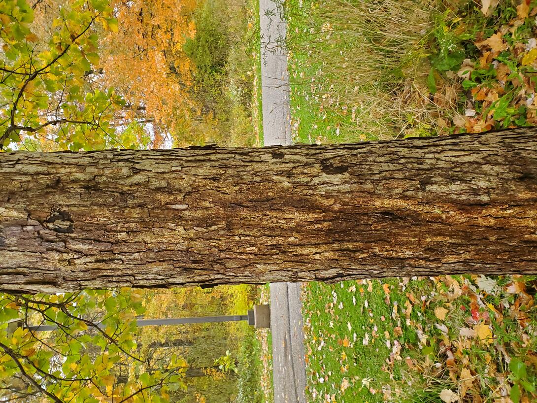 Swamp White Oak | CMP Tree Selection Tool